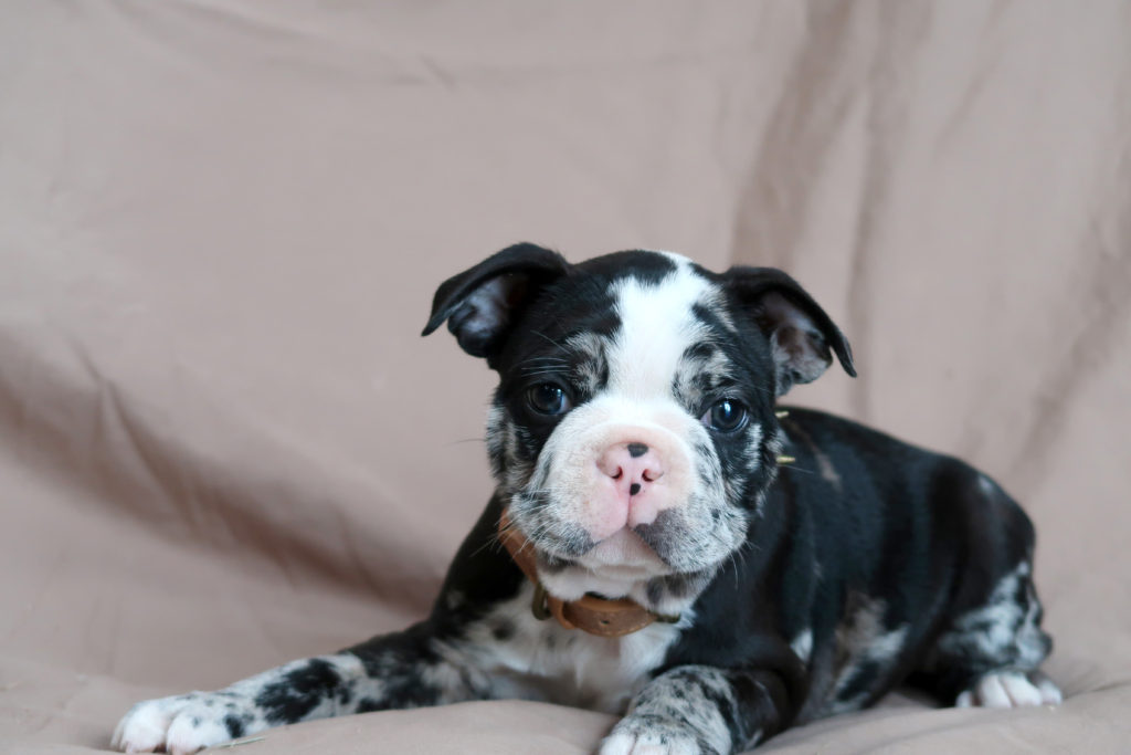 Zandstra's European Boxers and Frenchtons – Breeder of high-quality ...